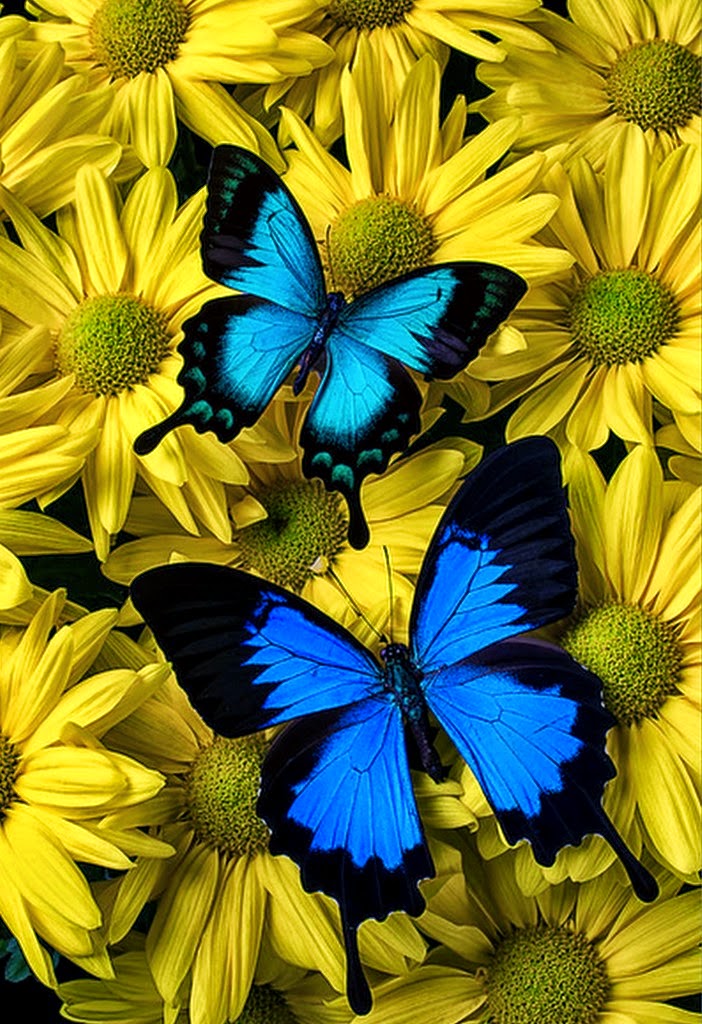 El arte es su máxima expresión : Mariposas y Flores, Arte en Fotos de ...