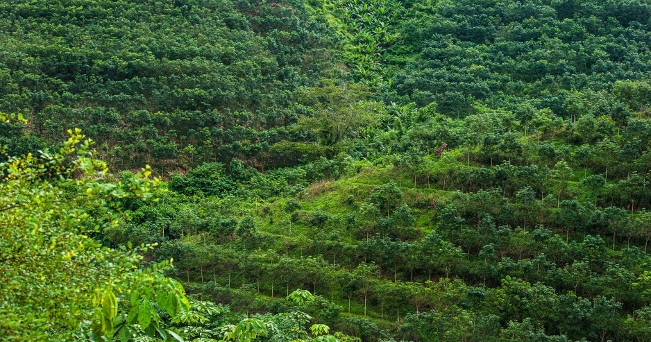 Laoconnection.com: New Forests acquires a majority stake in Laos ...
