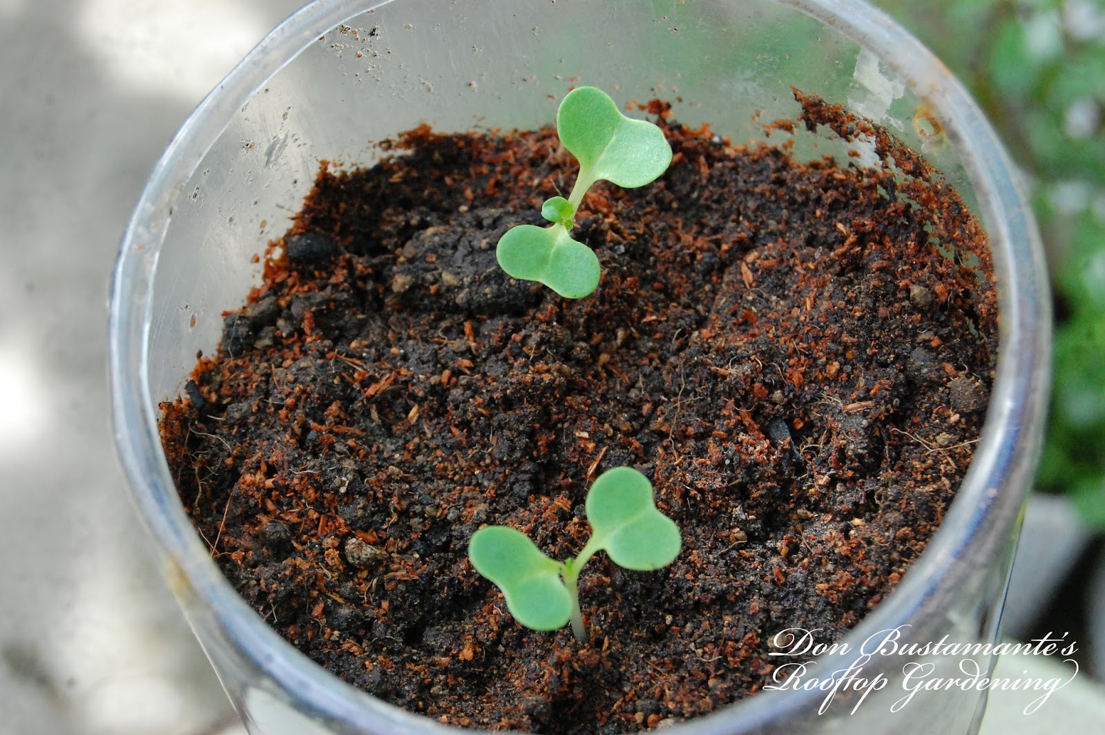 Don Bustamante's Rooftop Garden: How To Plant Pechay In Self Watering ...