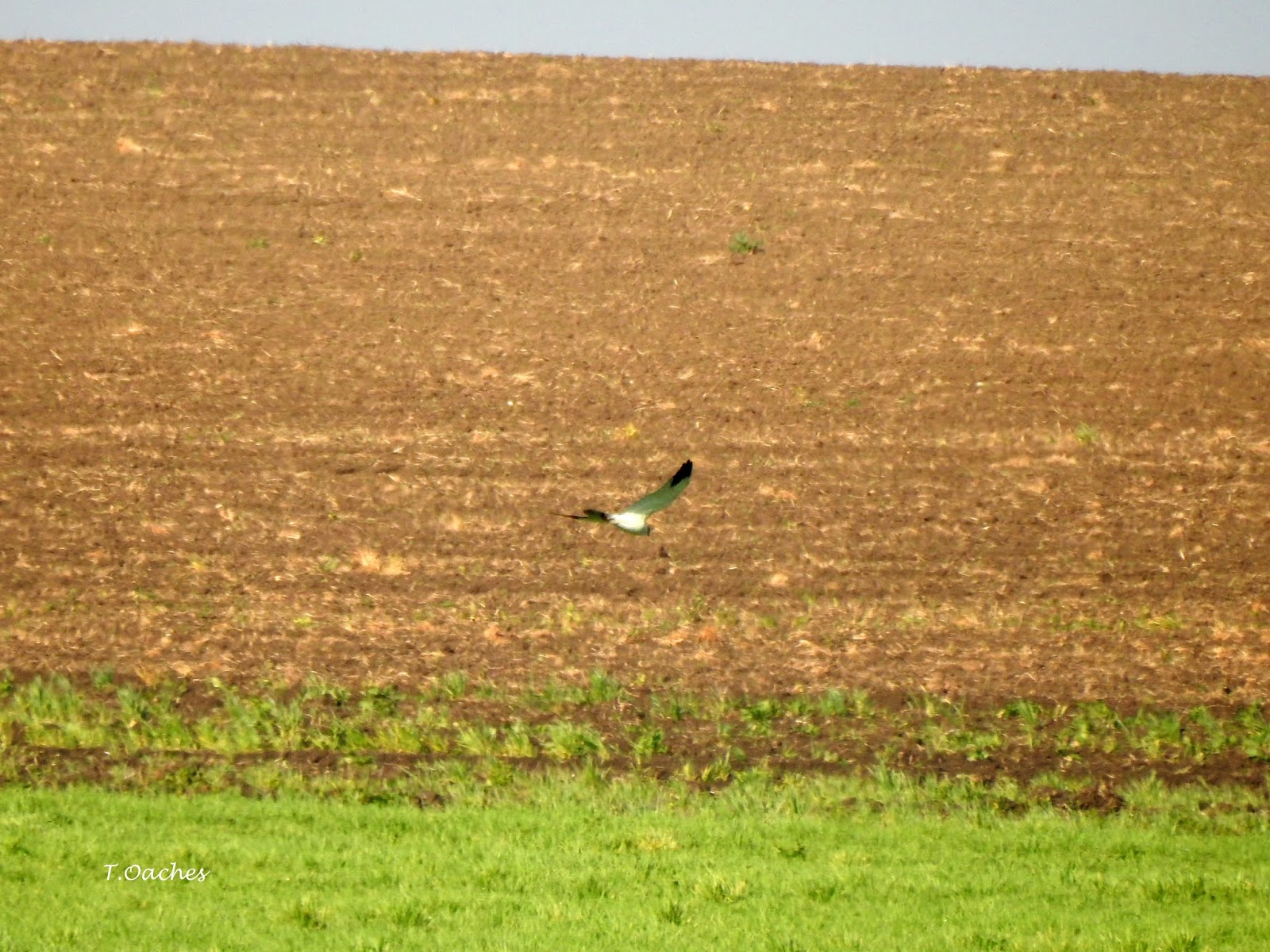PASARI DIN ROMANIA: erete alb