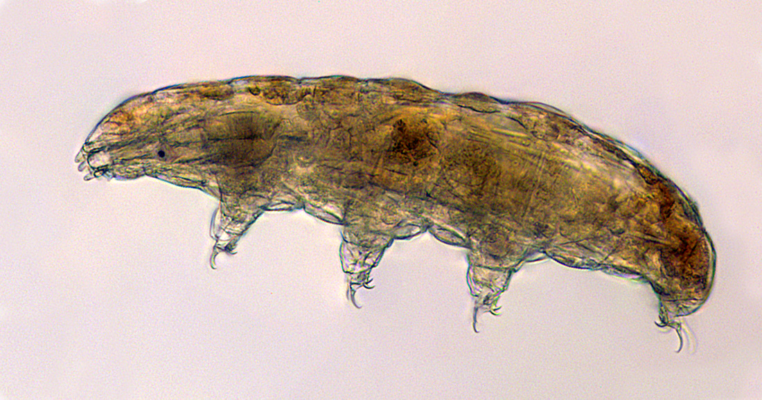 bensozia: Tardigrades are Happening