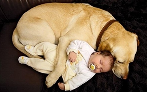 Styleista Baby How To Get Your Dog s Ready For A Baby styleista-baby-how-to-get-your-dog-s-ready-for-a-baby
