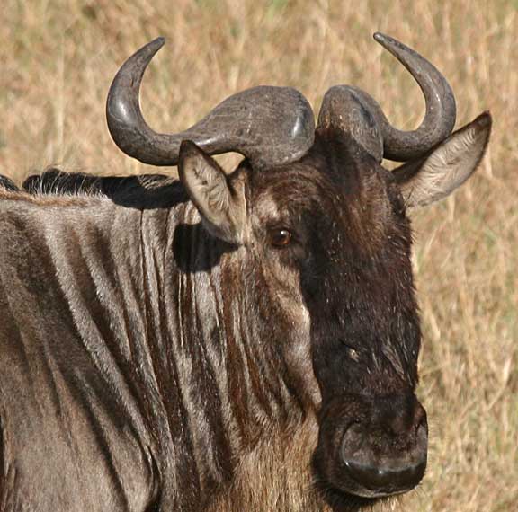 Animals And Birds: Gnu Profile & Imeges