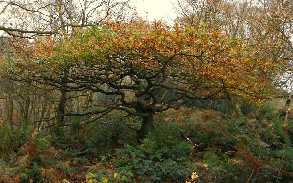 Staffordshire Photo: 01/11/11 - 01/12/11