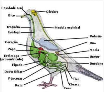 Conhecendo a ciência: Aves