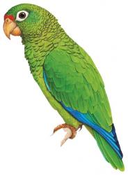 Laberinto en extinción: Amazona portorriqueña (Amazona vittata)