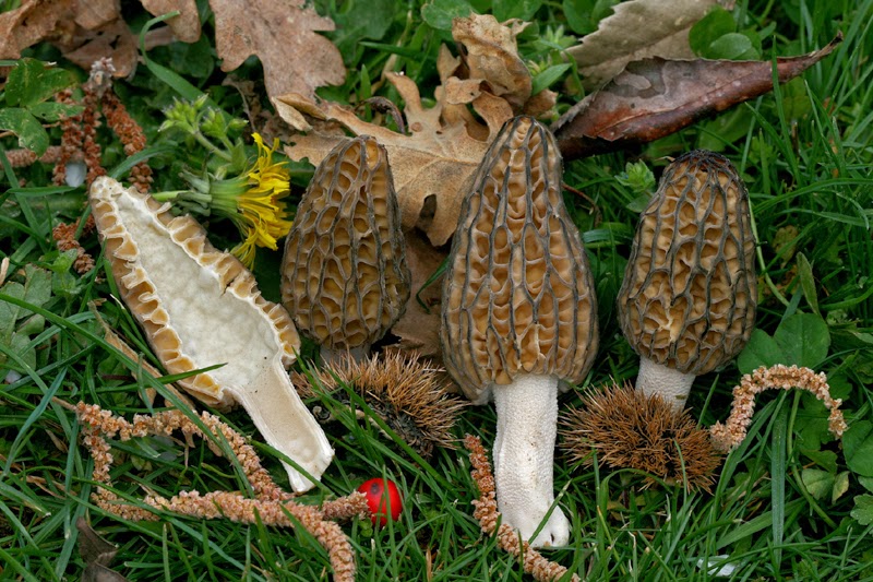 Setas y hongos: Morchella elata - Colmenilla, cagarria