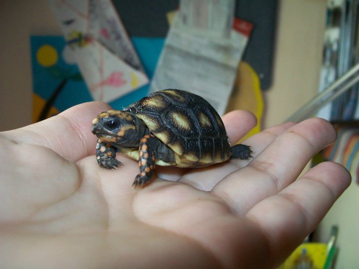 Para dibujar un morrocoy - Imagui