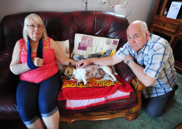 Four legged friends (and enemies): Pensioner suffers broken wrist ...