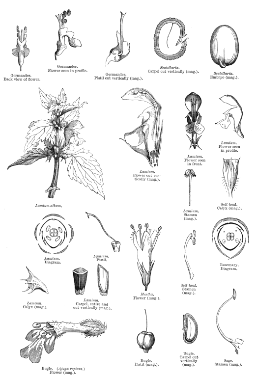 PLANT FAMILIES OF PUERTO RICO AND FLORIDA PAPO VIVES: LAMIACEAE NÚM 126 ...