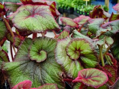 Всё о бегониях и не только...: Begonia rex 'Curly Fireflush' и Begonia ...