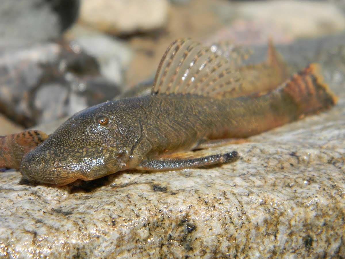 Polinizaciones: junio 2012