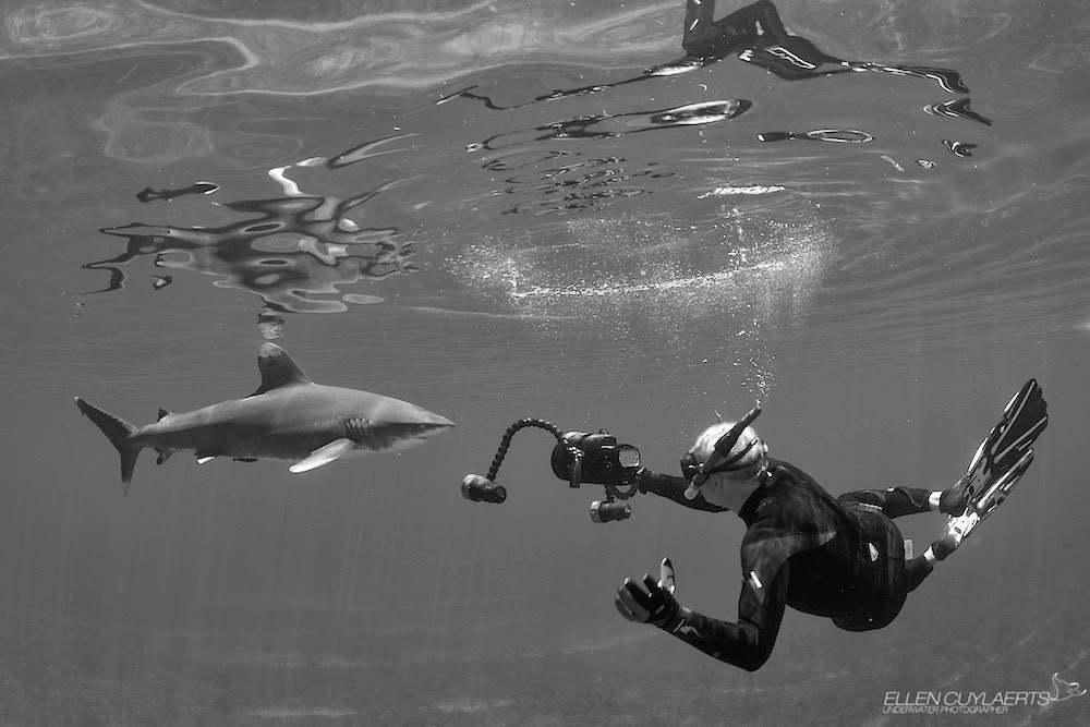 SHARK CONSERVATION by Dr.Gerald Goeden: The 'Shark Menace'; The Real ...