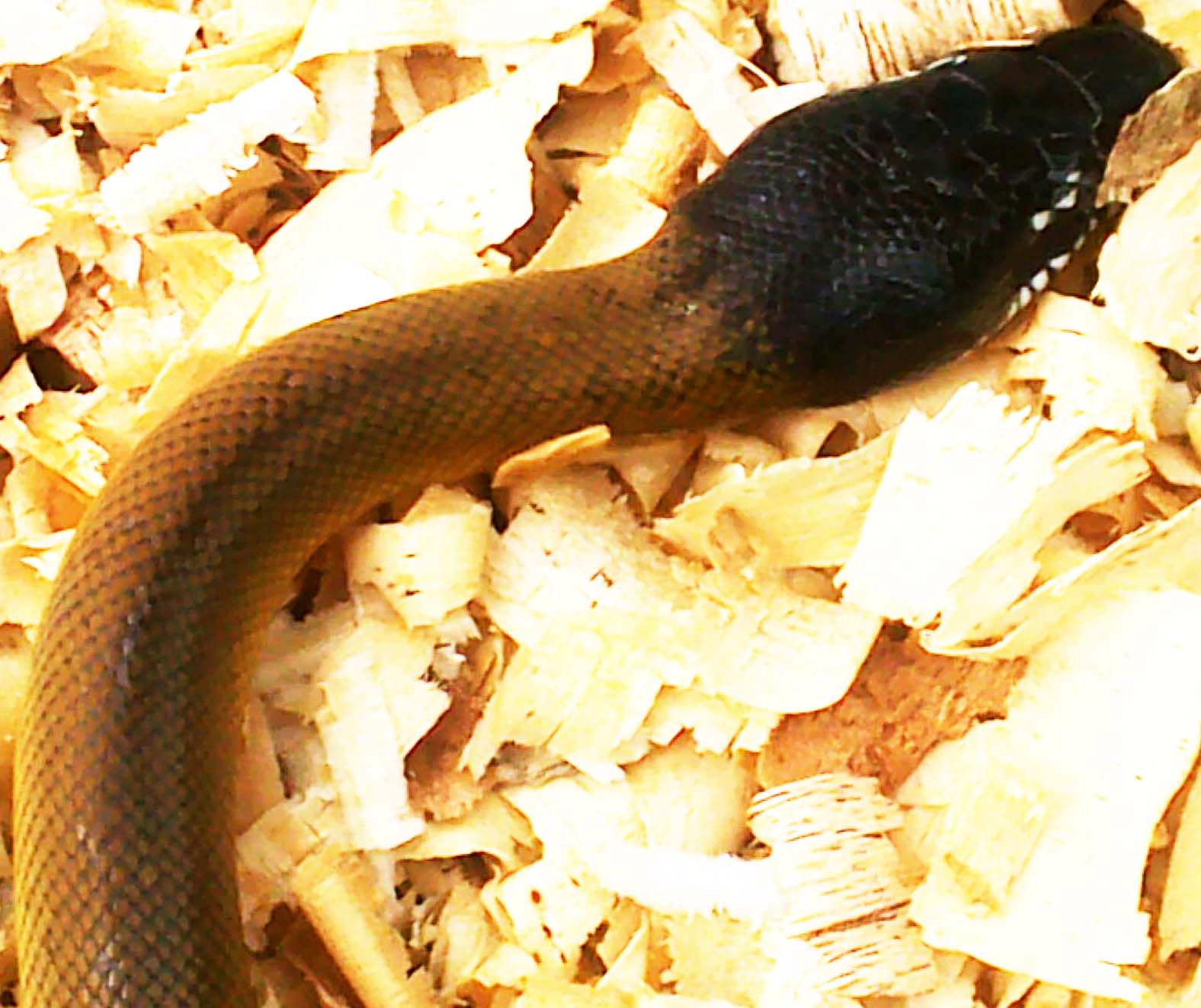 POPURI REPTILES: POPURI REPTILES : ULAR ALBERTISI GOLD ( ALBERTISI ...