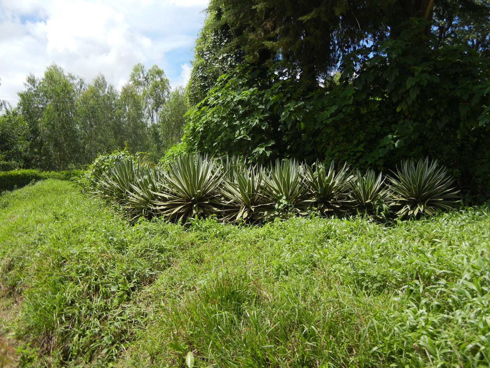 Leo in Malawi: Nature in Mzuzu