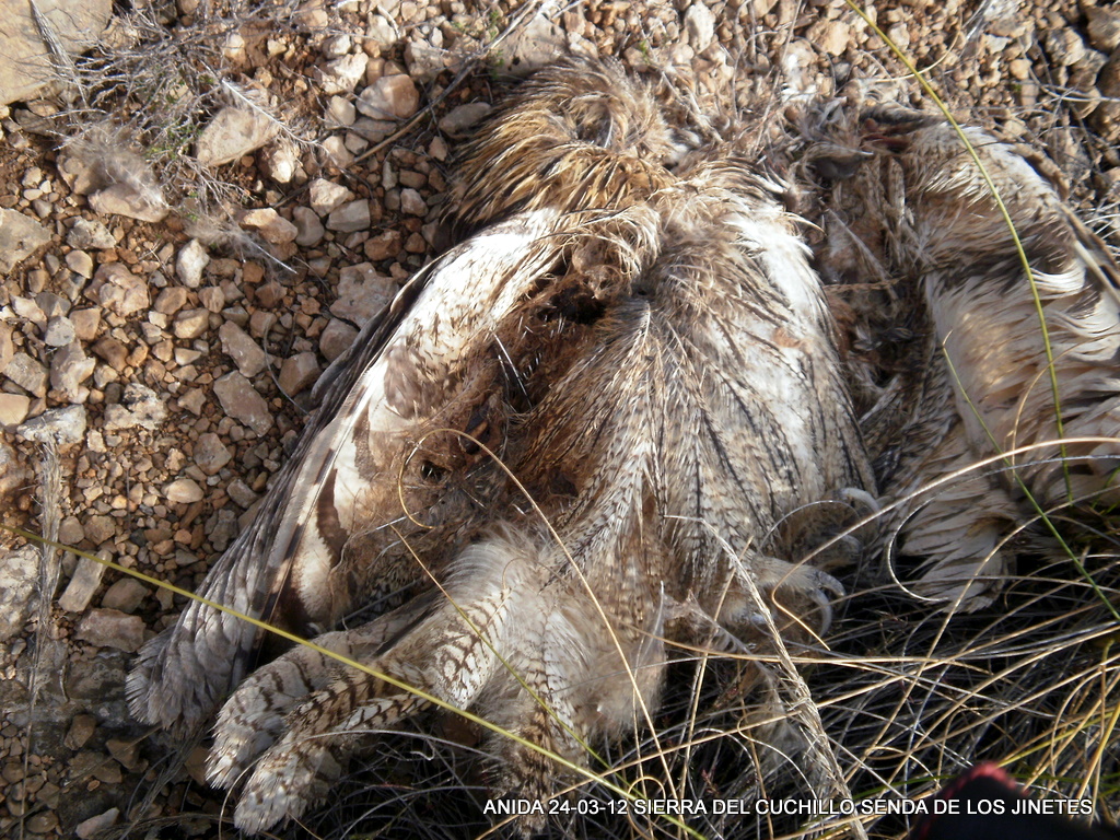 ANIDA: Búho real (Bubo bubo) encontrado muerto en la Sierra del Cuchillo