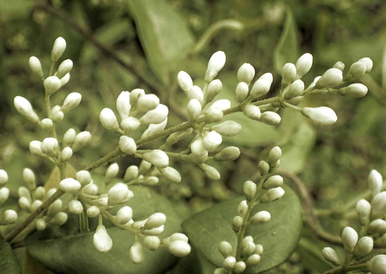 every day, one good thing: 4/30: green world