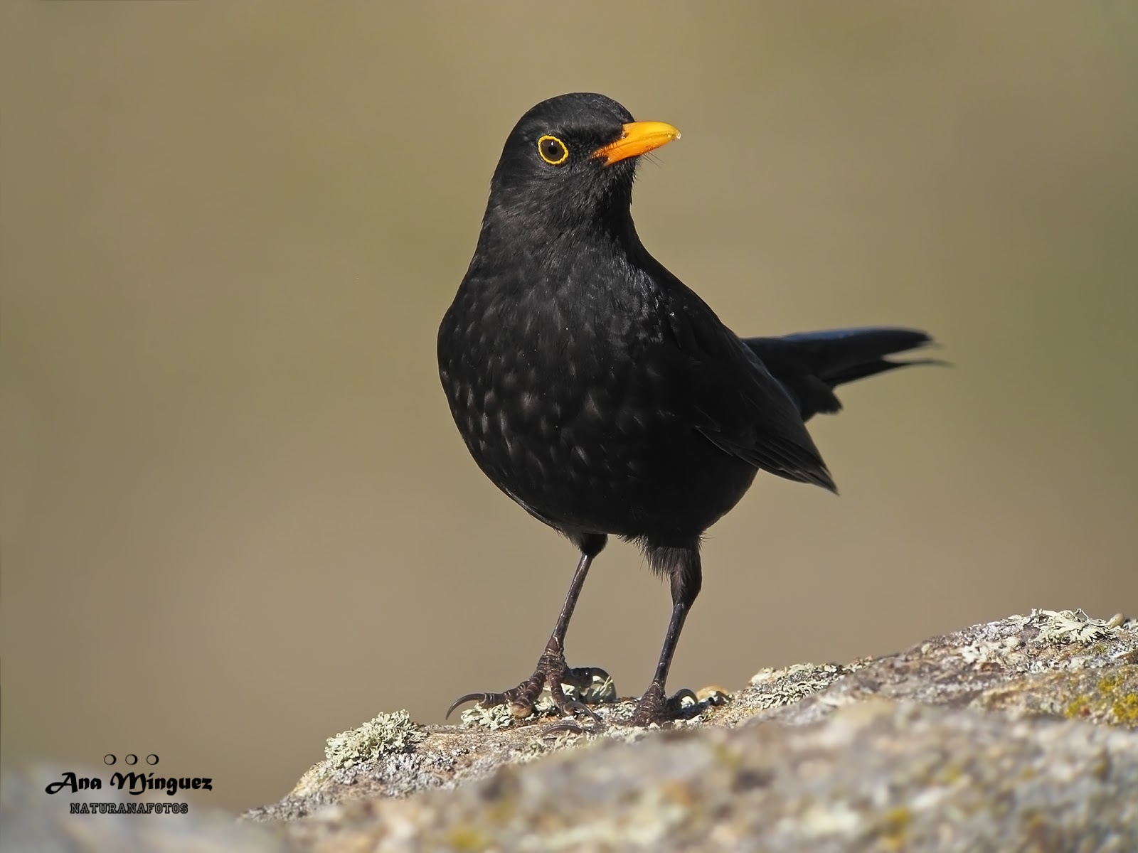 NATURANAFOTOS: Mirlos y Mirlas