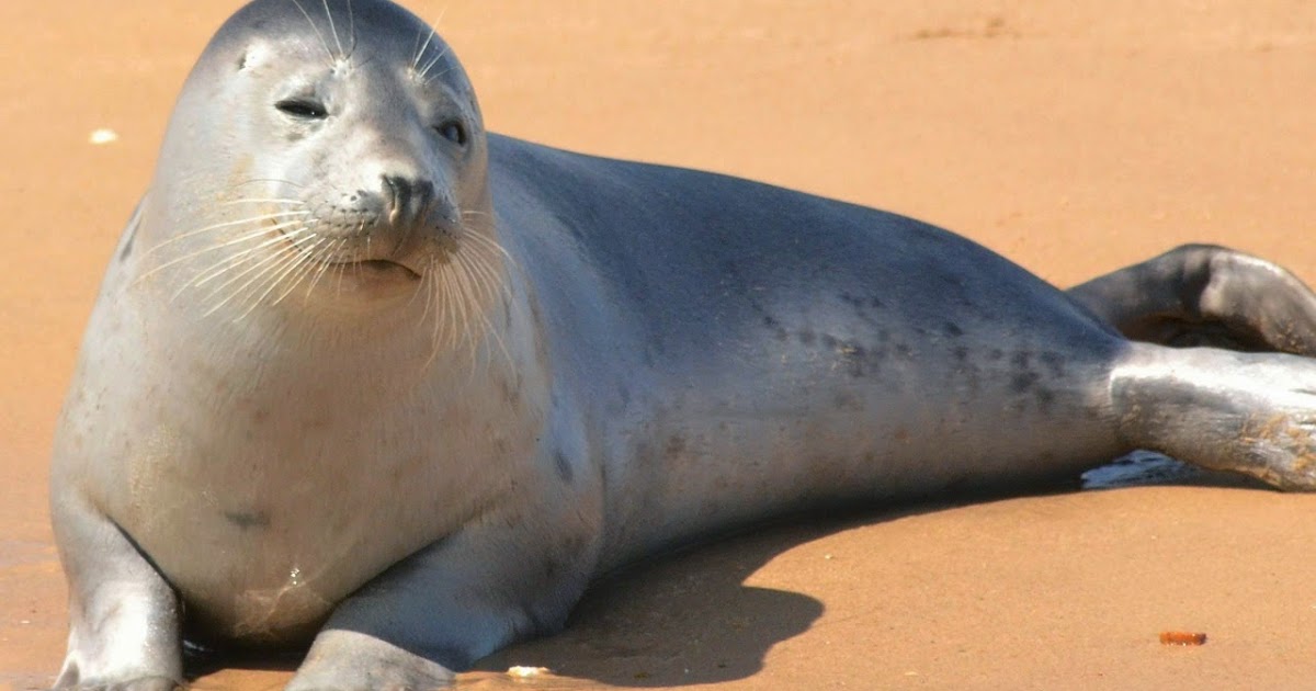 Contes d' Animals: LA FOCA