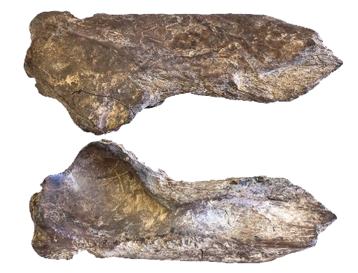 Mesozoica Galleria: Boreonykus (Northern Claw)