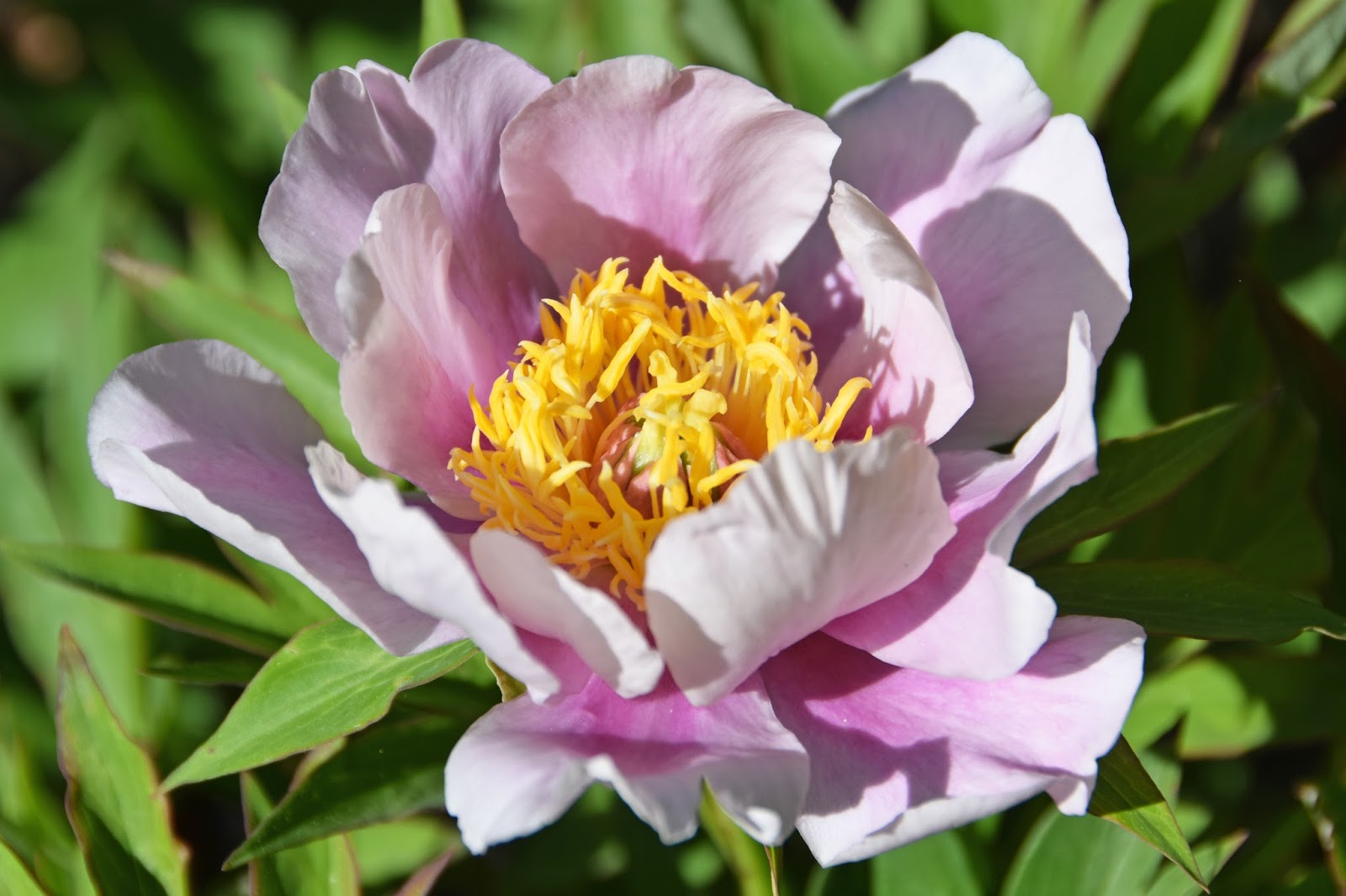 Southern Peony: May 2018