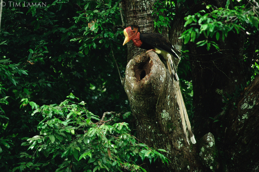 Alam Mengembang Jadi Guru: Burung Enggang Gading Kalimantan