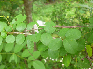 Spinous Fluggea or Indian Snow Bush - Katu Pila | SL Flora