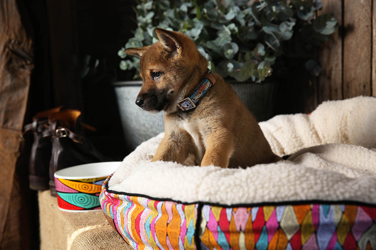 Outback Tails New Pet Range Features Indigenous Design | Australian Dog ...