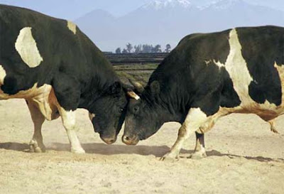 Arequipa: Tradiciones de Arequipa