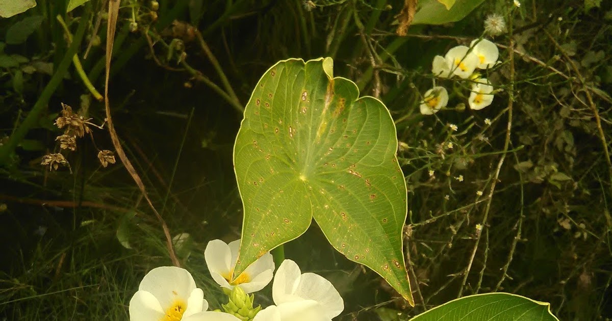 Flora Nativa de Entre Rios
