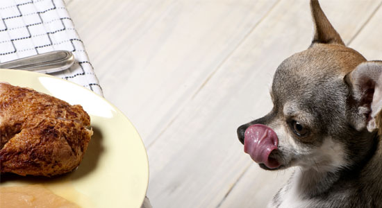 LA MASCOTA FELIZ: Perros: Problemas con la comida