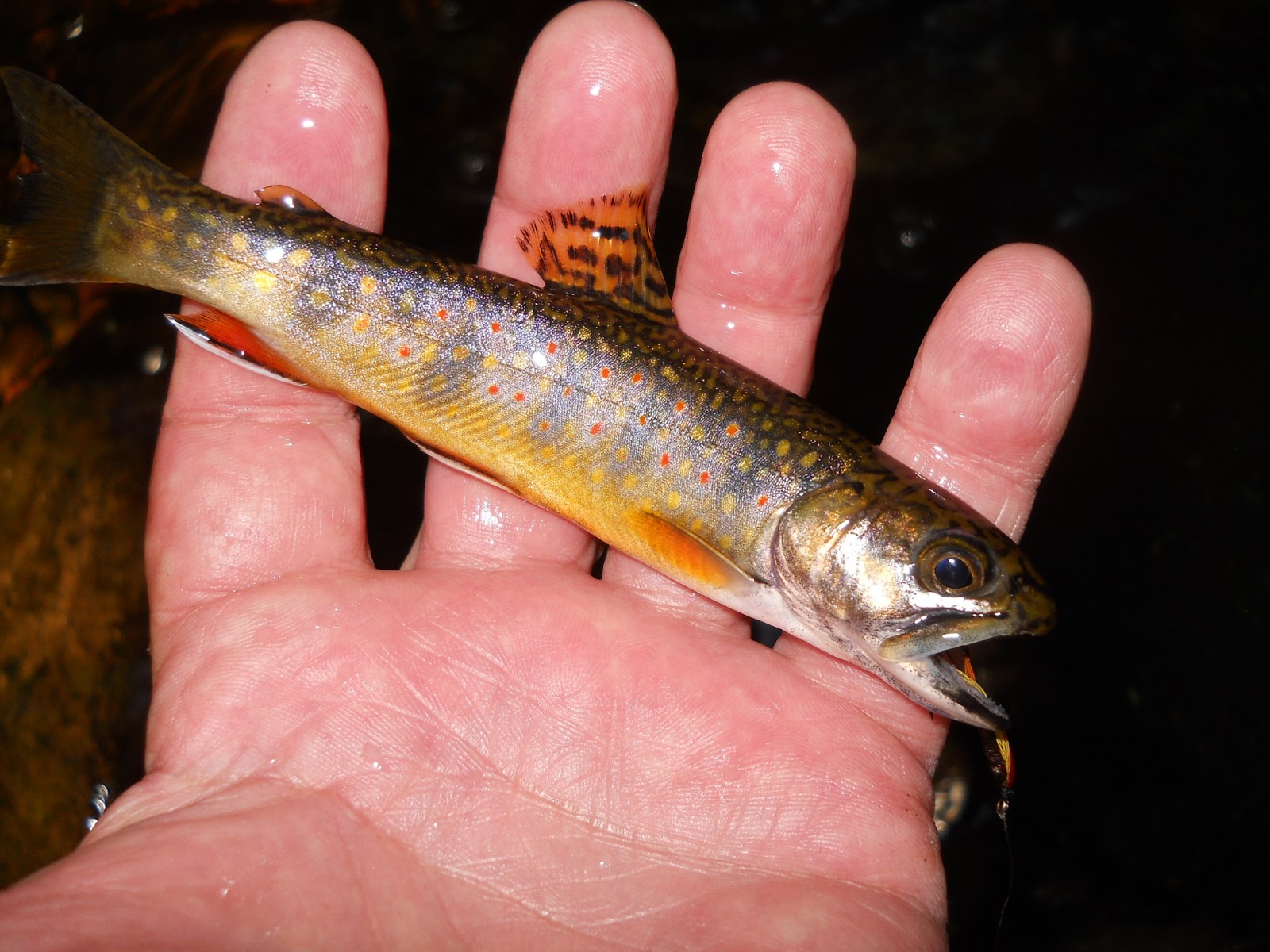 Small Stream Reflections: New Stream, and Fine Spotted Brook Trout