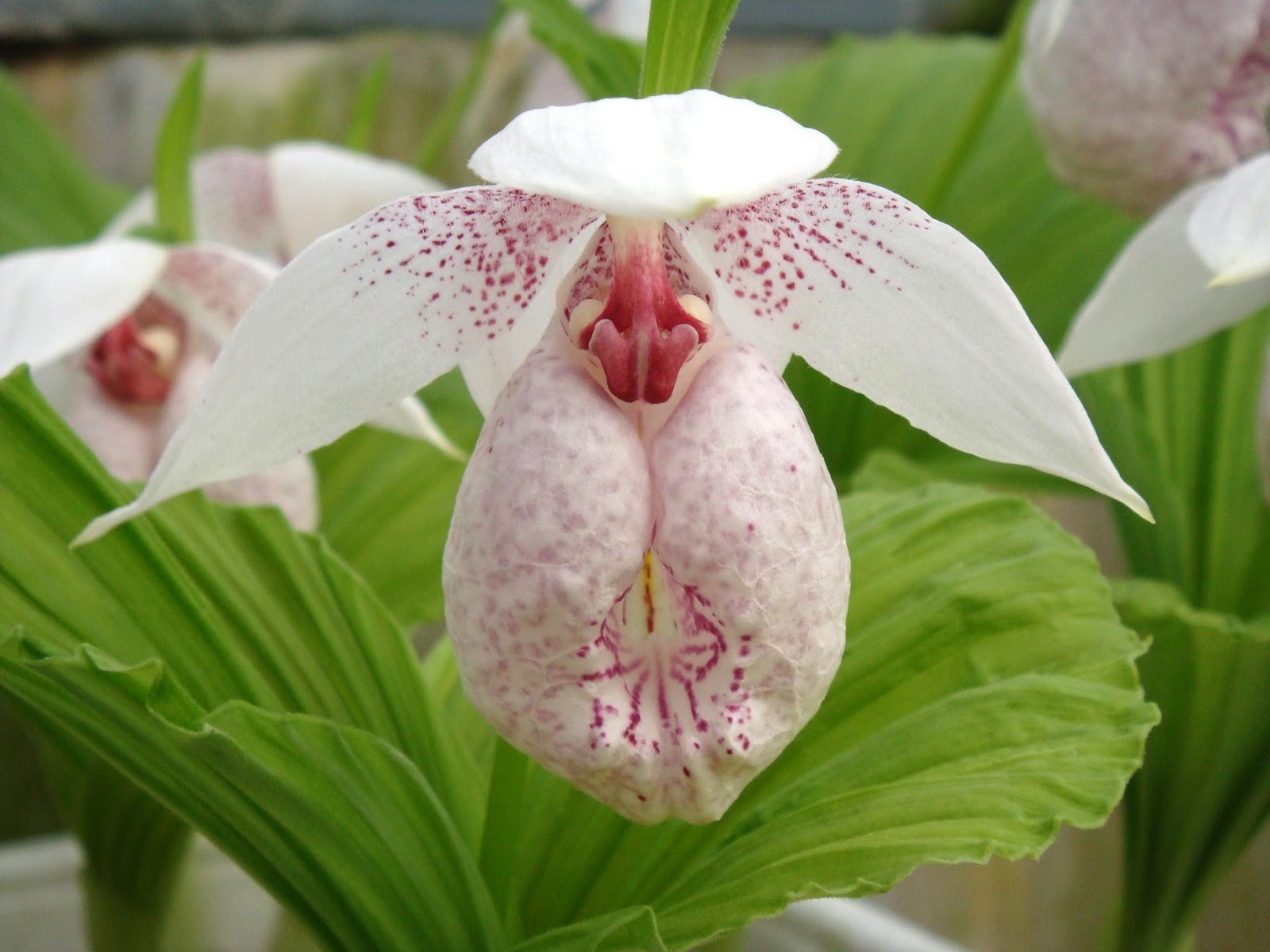 Cypripedium formosanum care and culture | Travaldo's blog