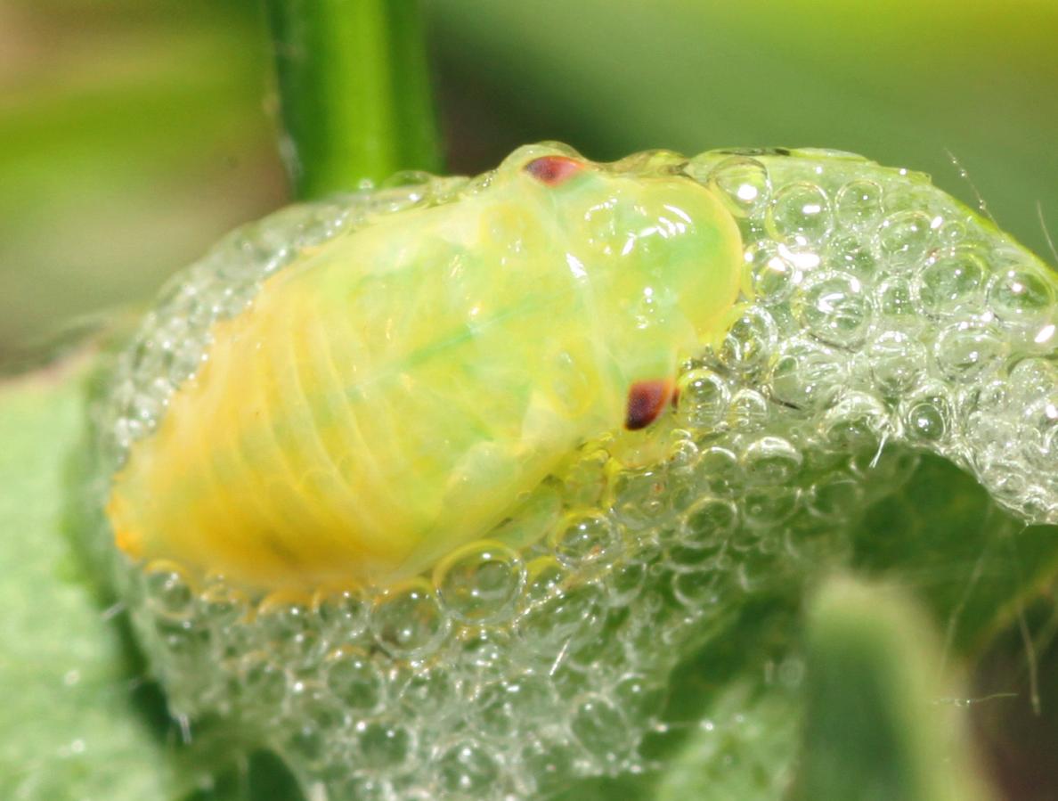 Rosa Rubicondior: Unintelligent Design - Spittlebugs and Bacteria