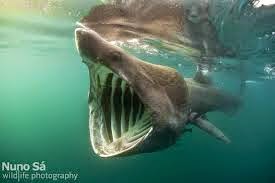 Biologia Marinha : tubarão frade