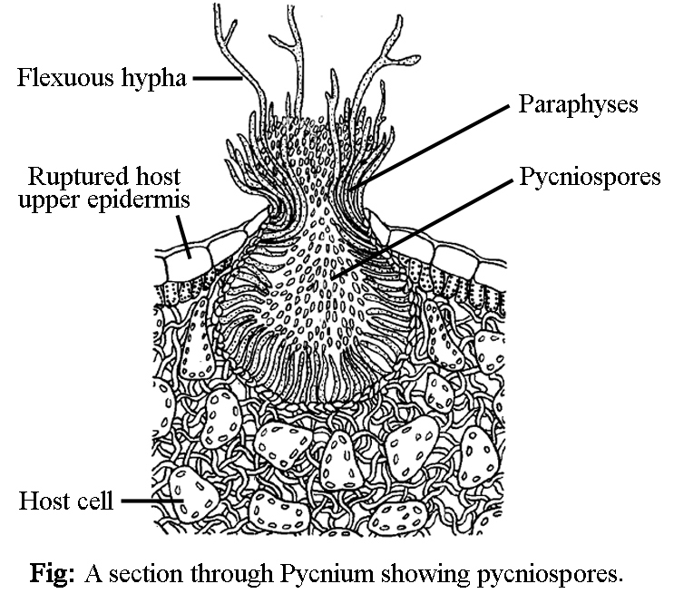 PUCCINIA - CLASSIFICATION, VEGETATIVE STRUCTURE, REPRODUCTION, ECONOMIC ...