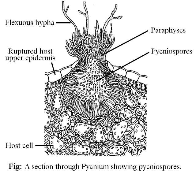 PUCCINIA - CLASSIFICATION, VEGETATIVE STRUCTURE, REPRODUCTION, ECONOMIC ...