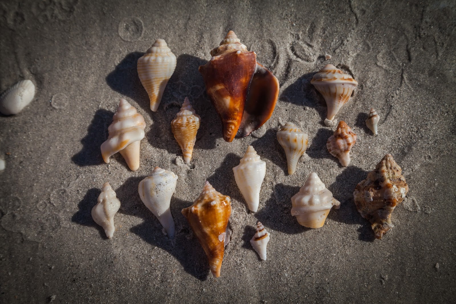 Where is the Best Place to Collect Sea Shells? - Explore the World with ...