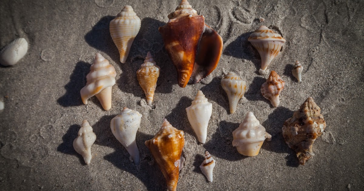 Where is the Best Place to Collect Sea Shells? - Explore the World with ...