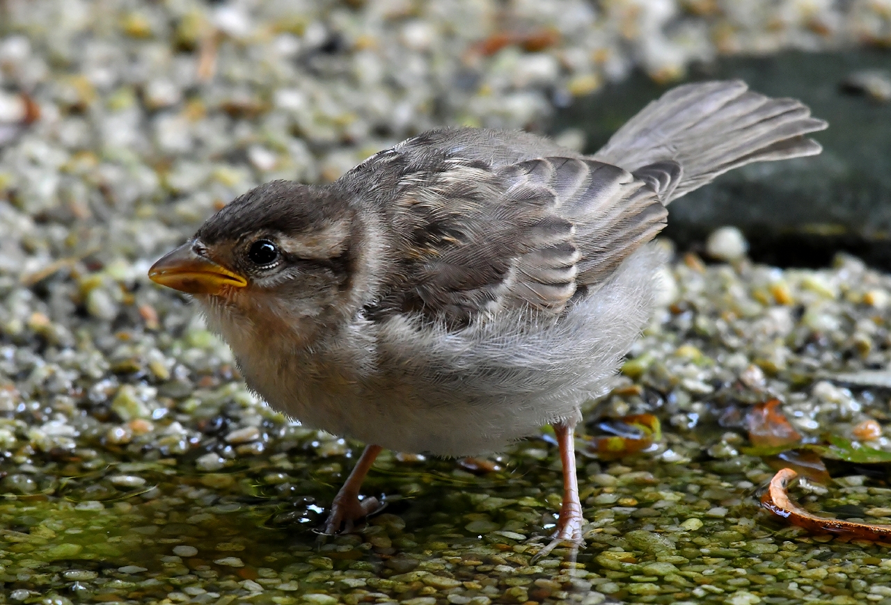 Jozef van der Heijden - Natuurfotografie: De Huismus (Passer domesticus)