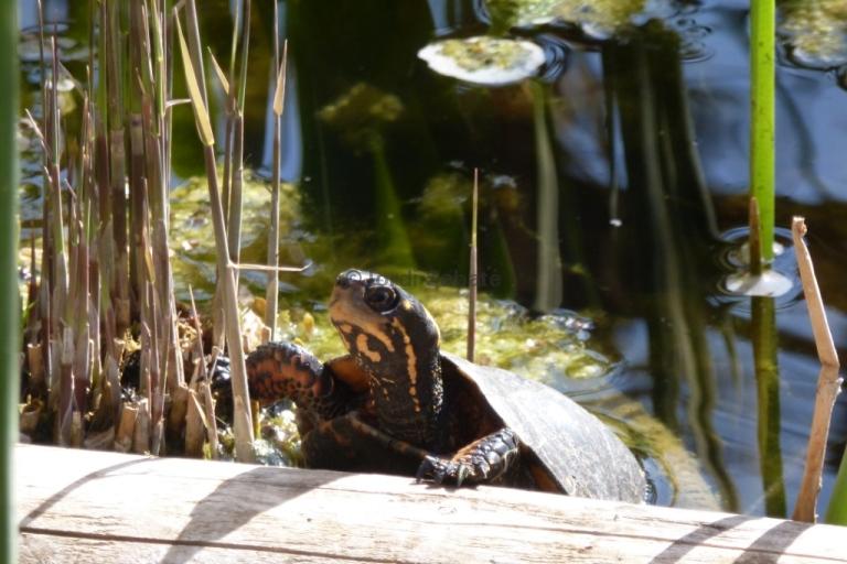 Clemmys guttata: la tortuga moteada: Lagartijas