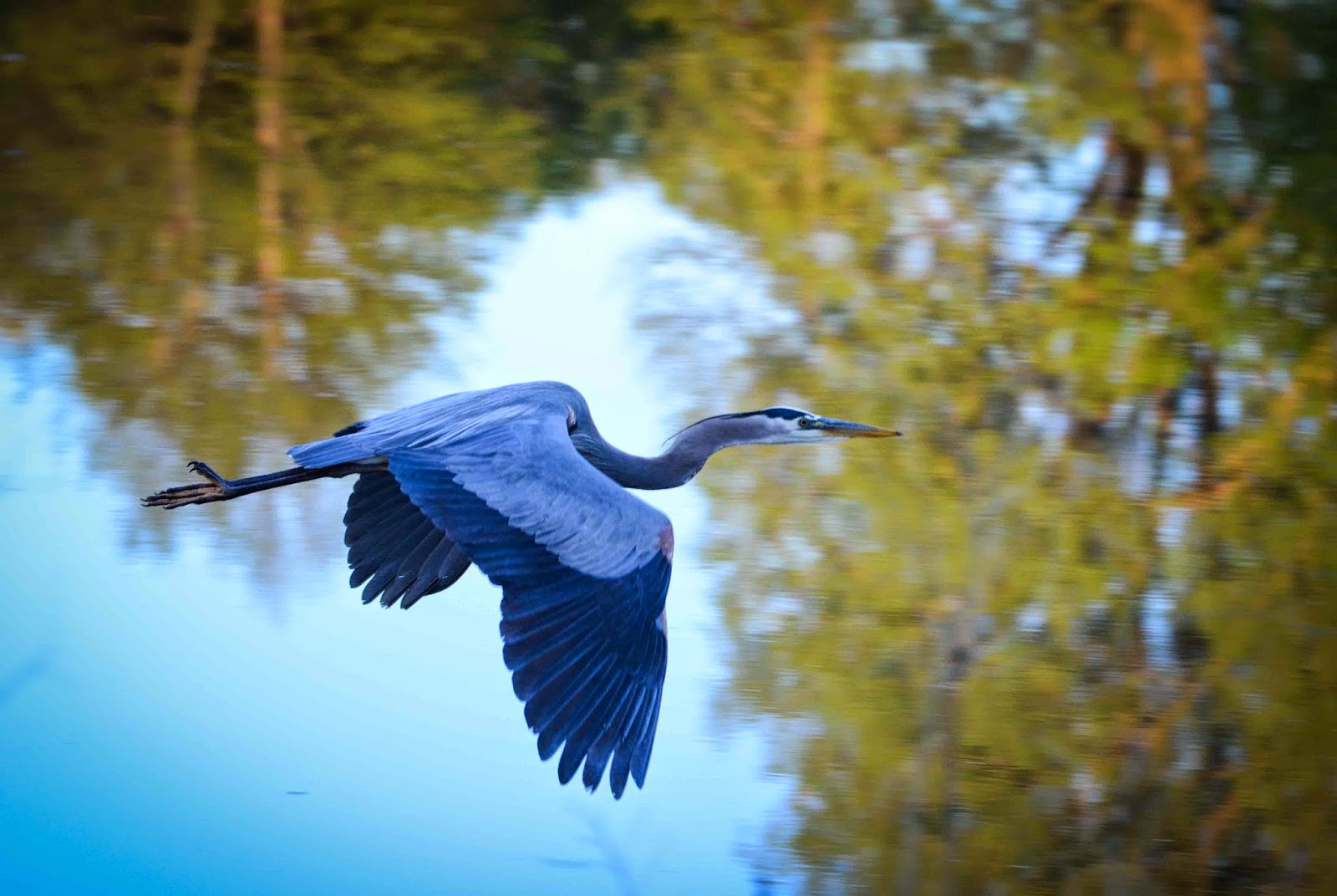 Savoring Servant: Great Blue Heron in flight
