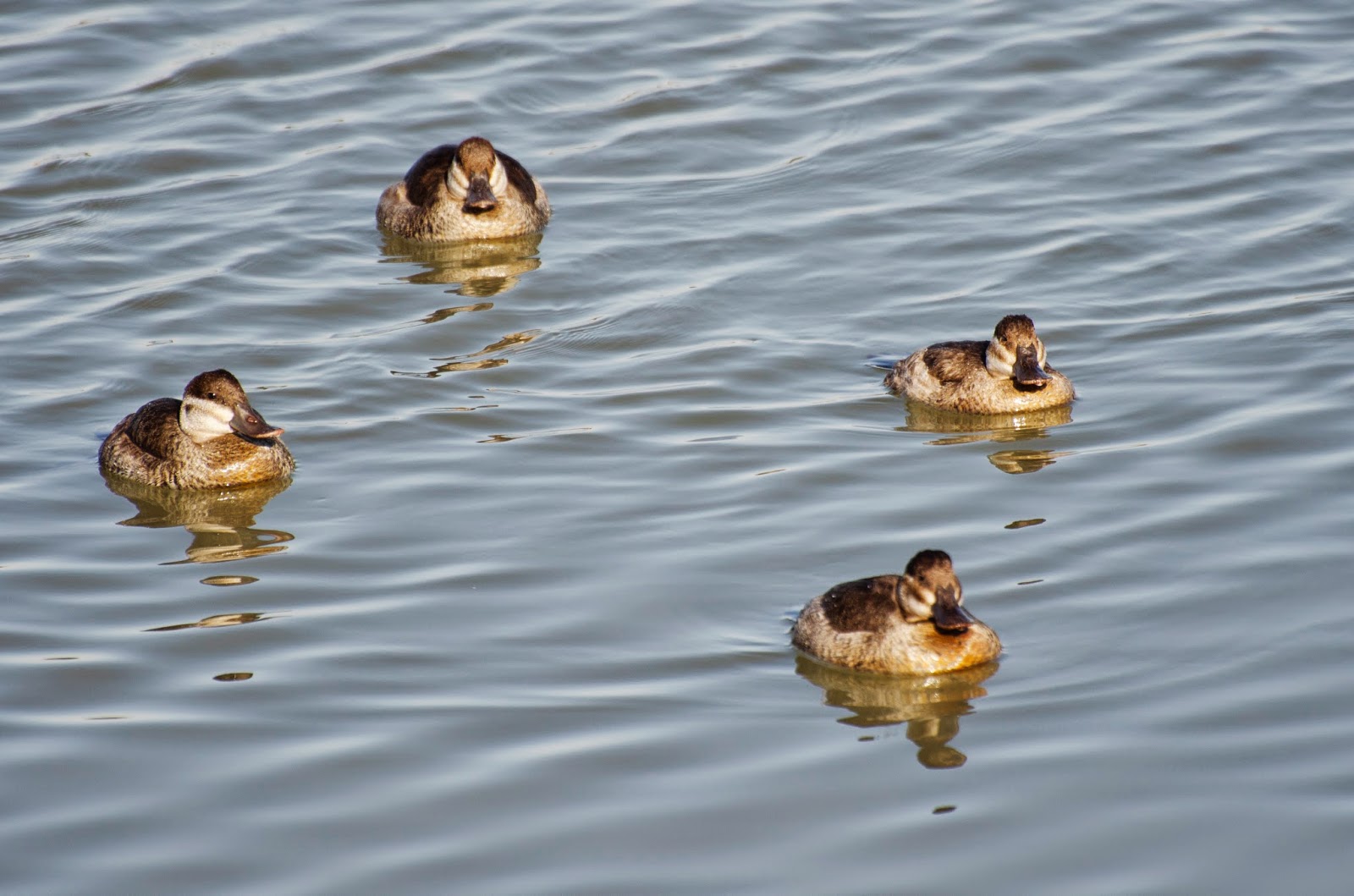 Urban Wildlife Guide: Ruddy Ducks