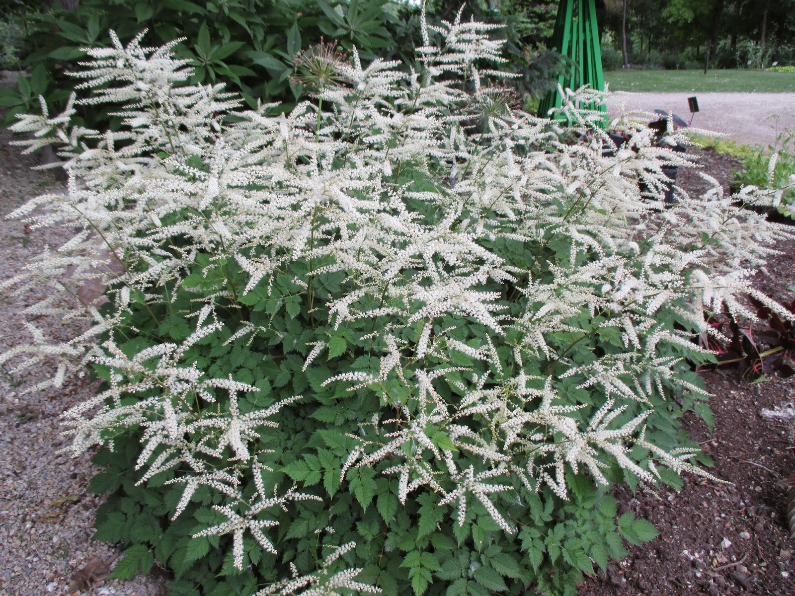 Rotary Botanical Gardens - Hort Blog: 'Misty Lace' Goatsbeard