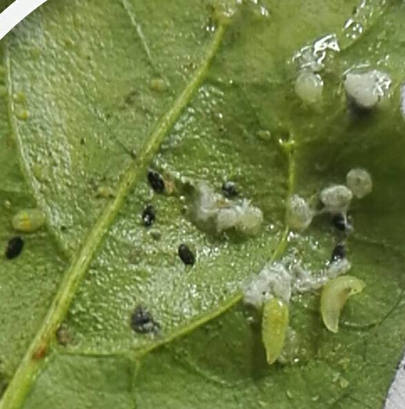 Botanical pesticides ( Pestisida nabati ) : MENGENDALIKAN KUTU KEBUL ...