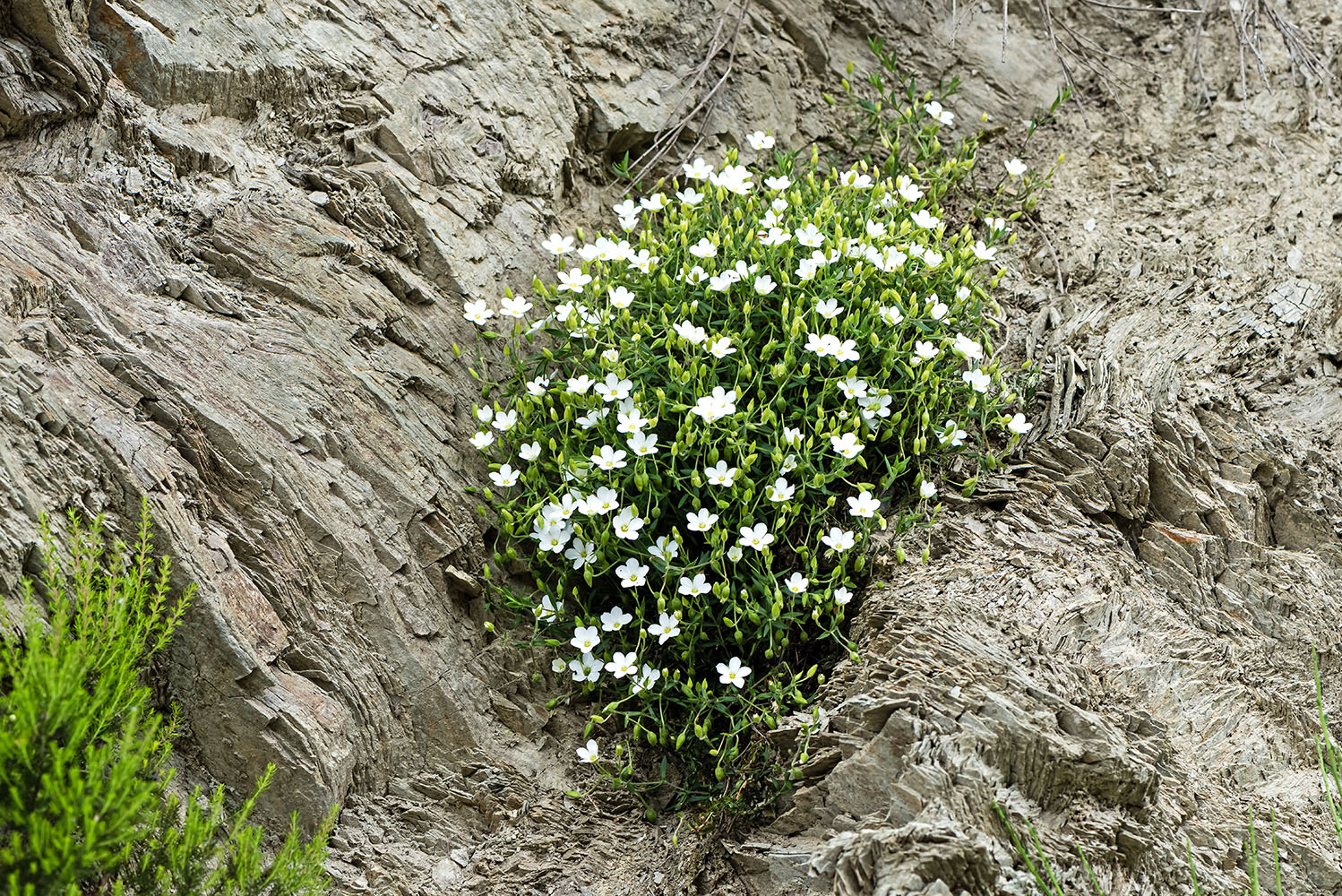 Flores y Paisajes de Asturias : Arenaria montana