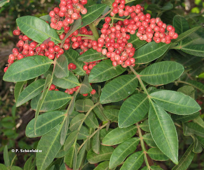 SCHINUS :'''NO LO SE!!!... ¿O SI?