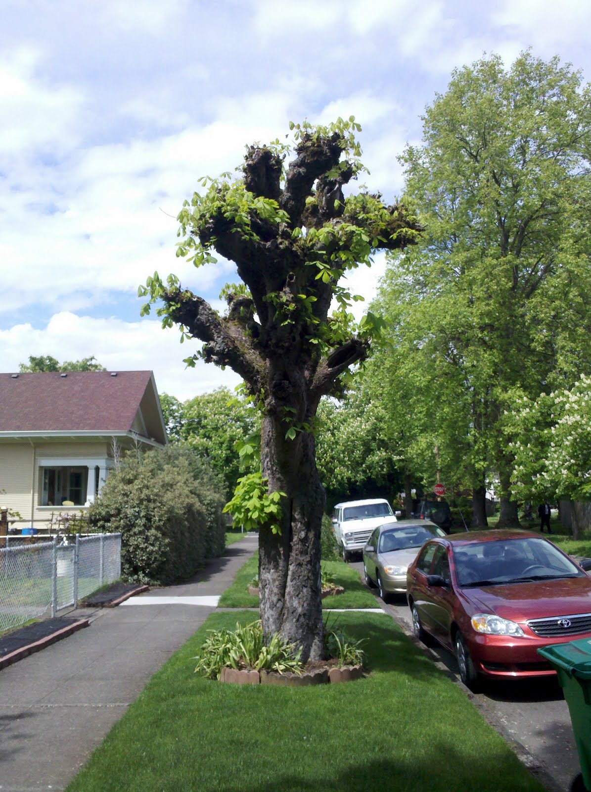 Tree Issues in NE Portland: Tree #7: Don't Pollard Trees!