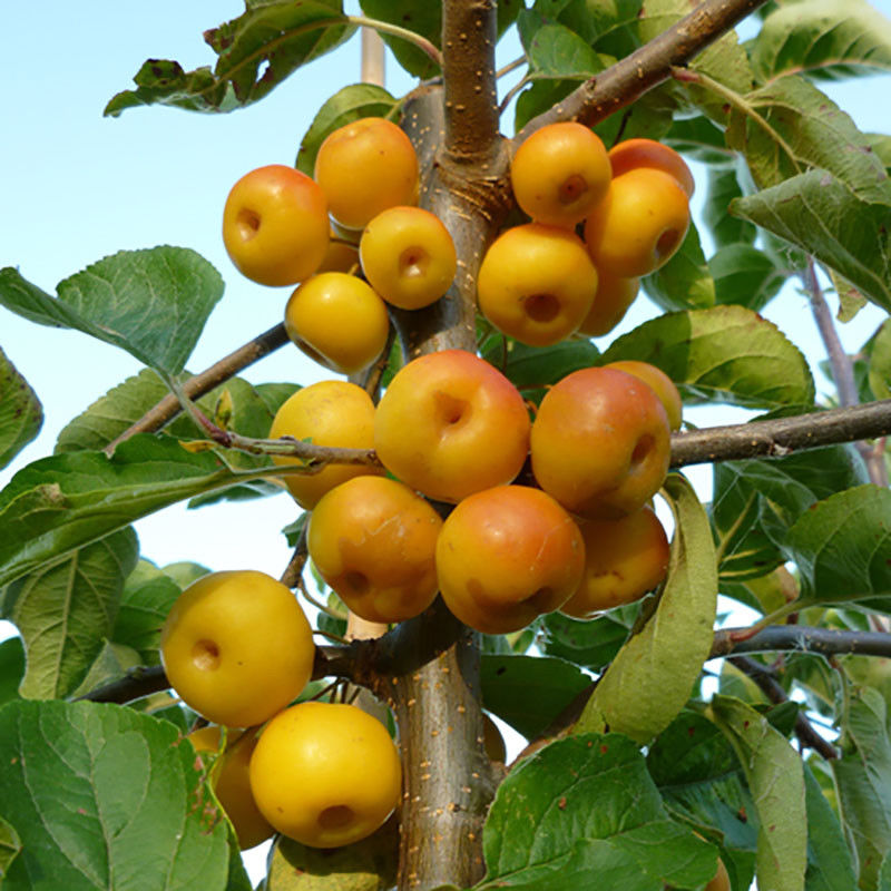 Mini Orchard and Fruit Garden?