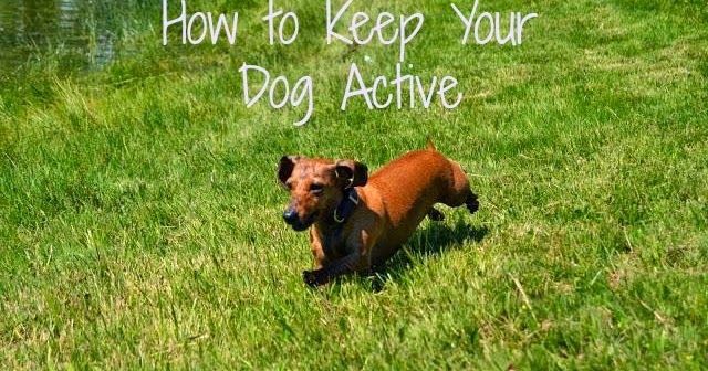How to Keep Your Dog Active | The Nutritionist Reviews